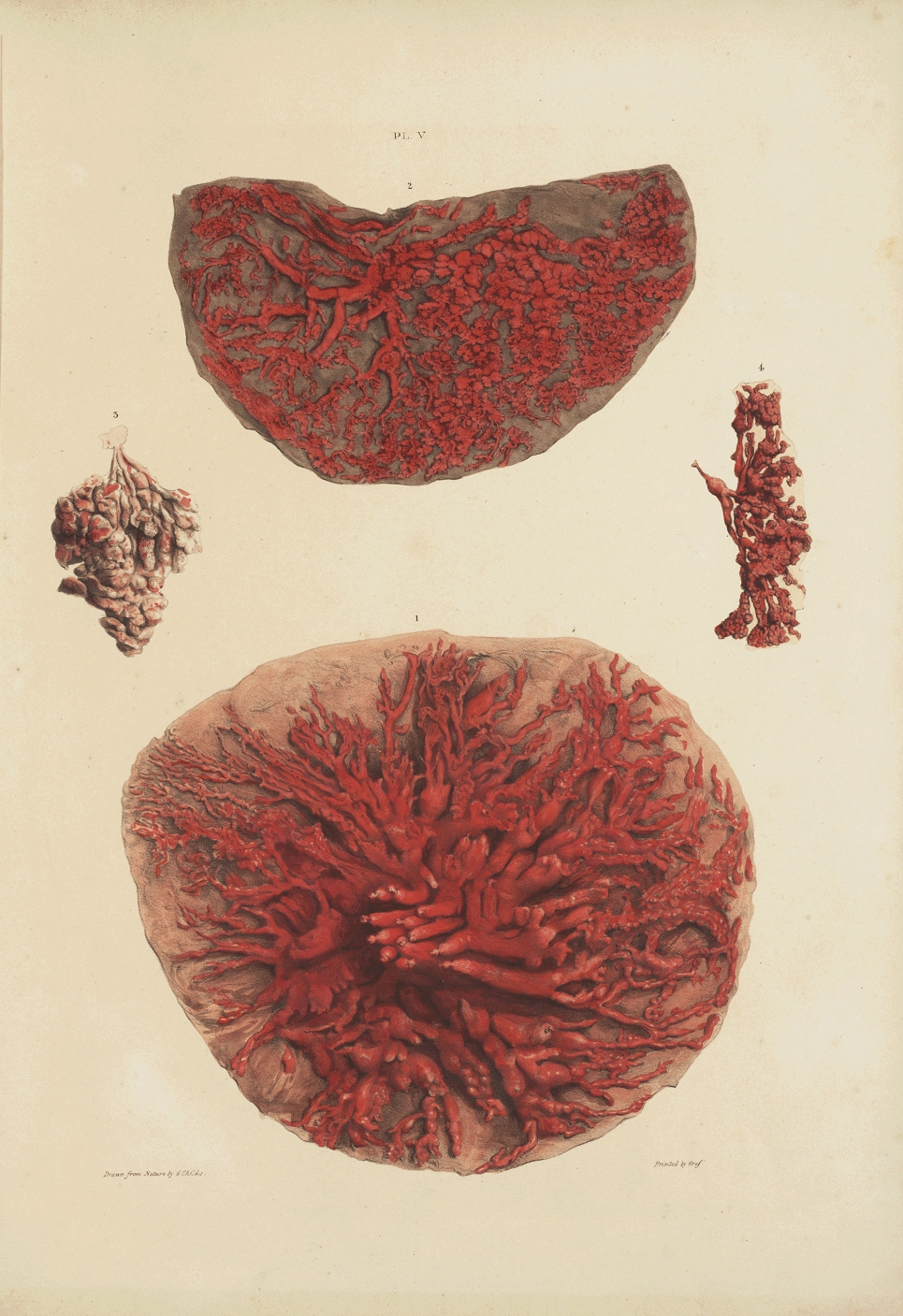 L anatomie Des Seins La Boite Verte
